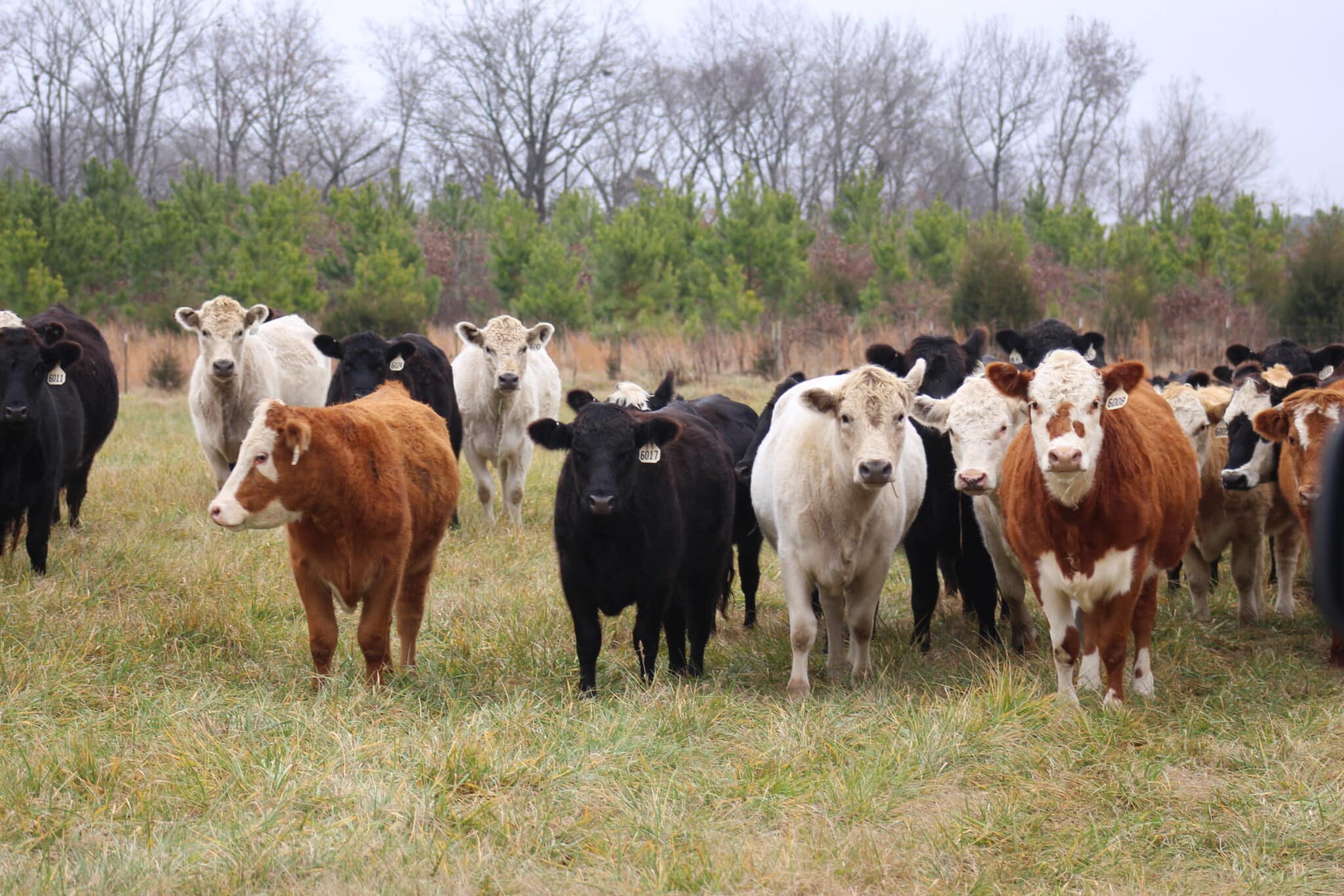 Hot Spring Archives - Arkansas Department of Agriculture