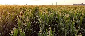 Arkansas State Plant Board - Arkansas Department of Agriculture